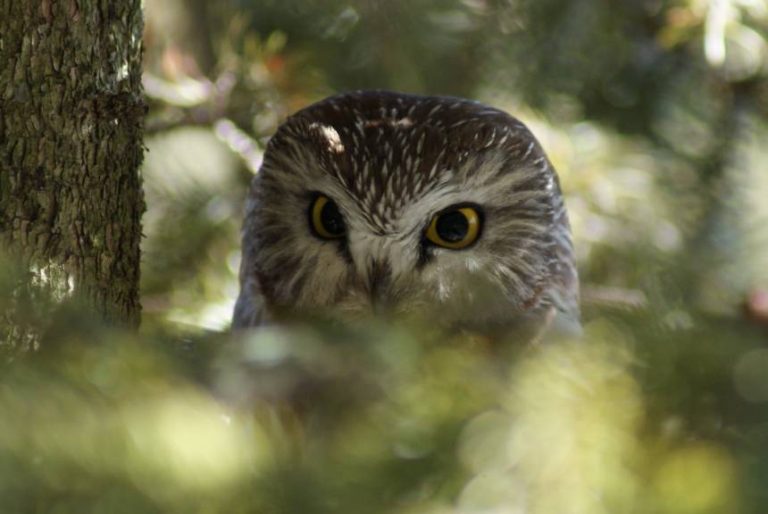 Adirondack Raptors Amherst Island Raptor Excursion – Adirondack Raptors