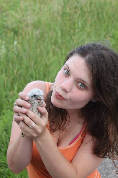 The 2016 American Kestrel season – Adirondack Raptors