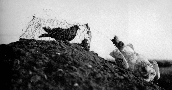 On the Shoulders of Giants – Adirondack Raptors